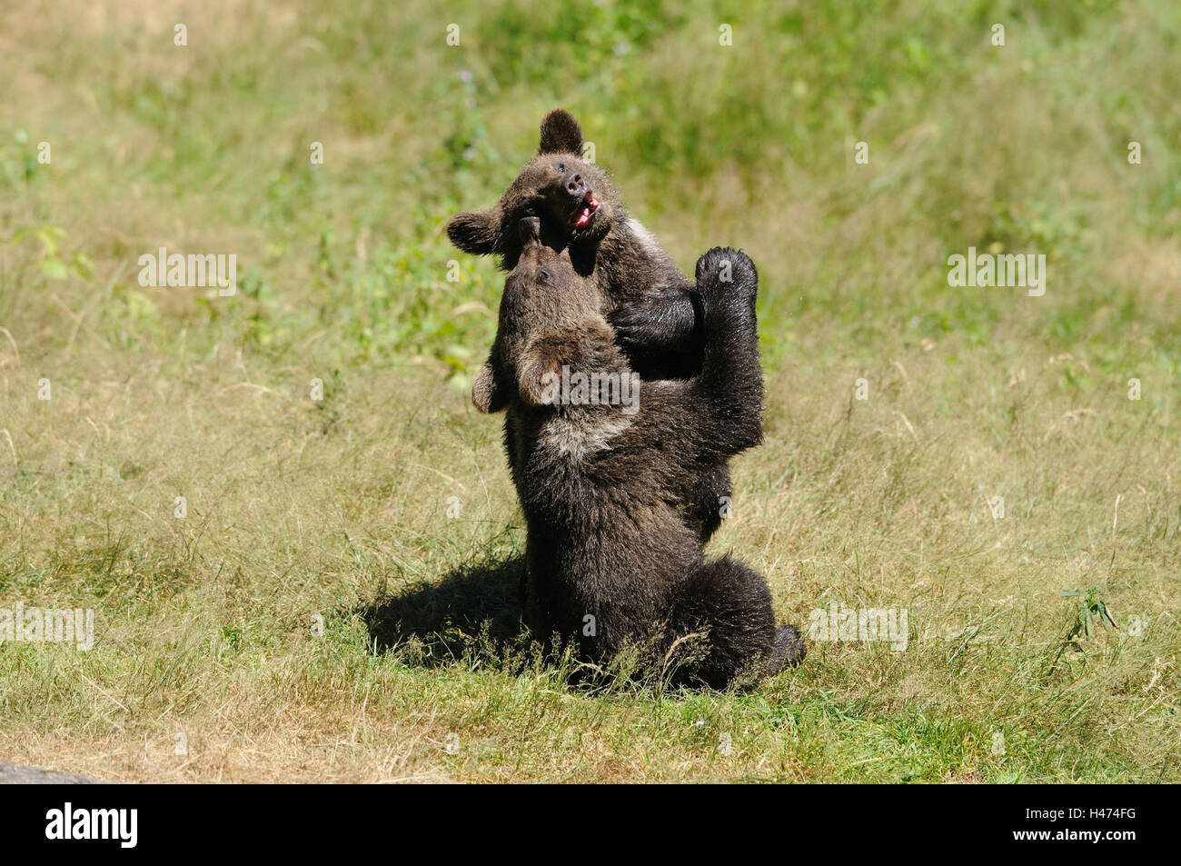 Brown bears, Ursus arctos, young animals, side view, stand, play hind ...