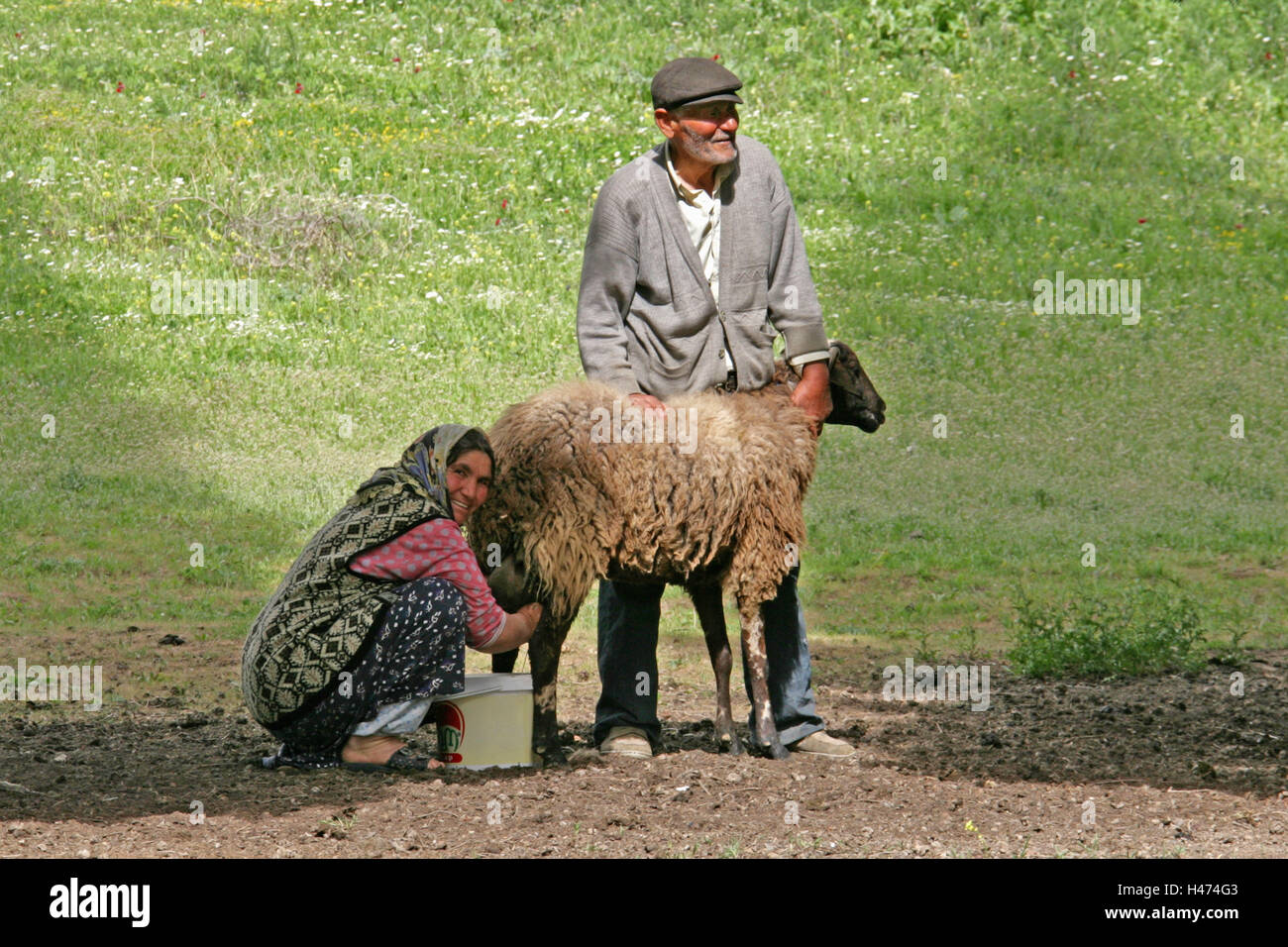 Woman and sheep hi-res stock photography and images - Alamy