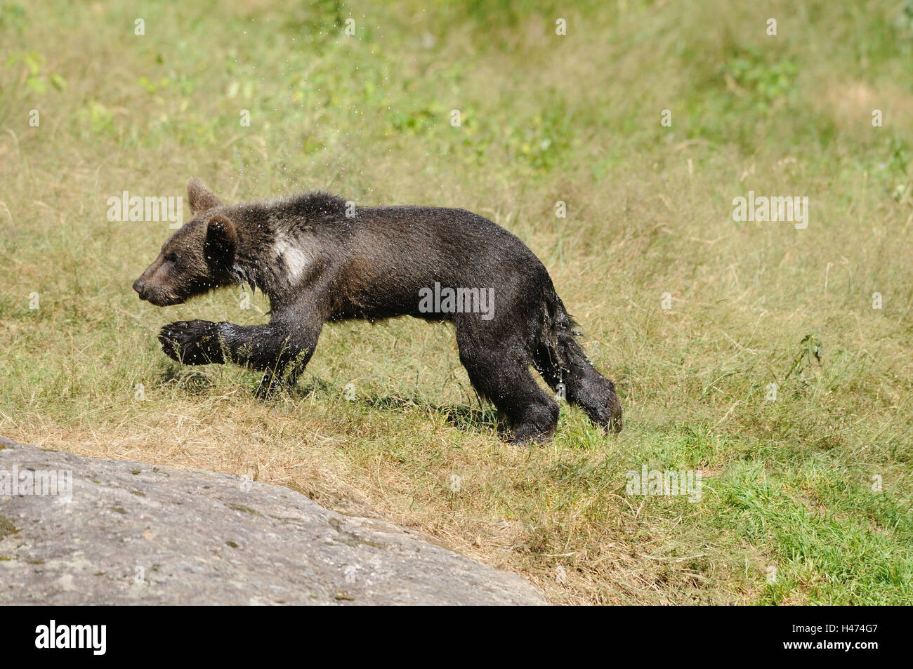 Brown bear, Ursus arctos, young animal, side view, run Stock Photo - Alamy
