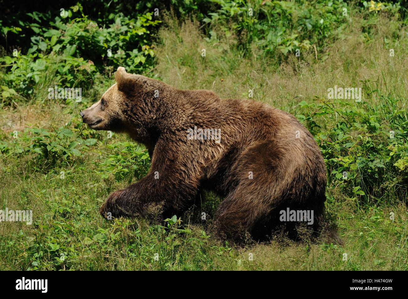Bear run hi-res stock photography and images - Alamy