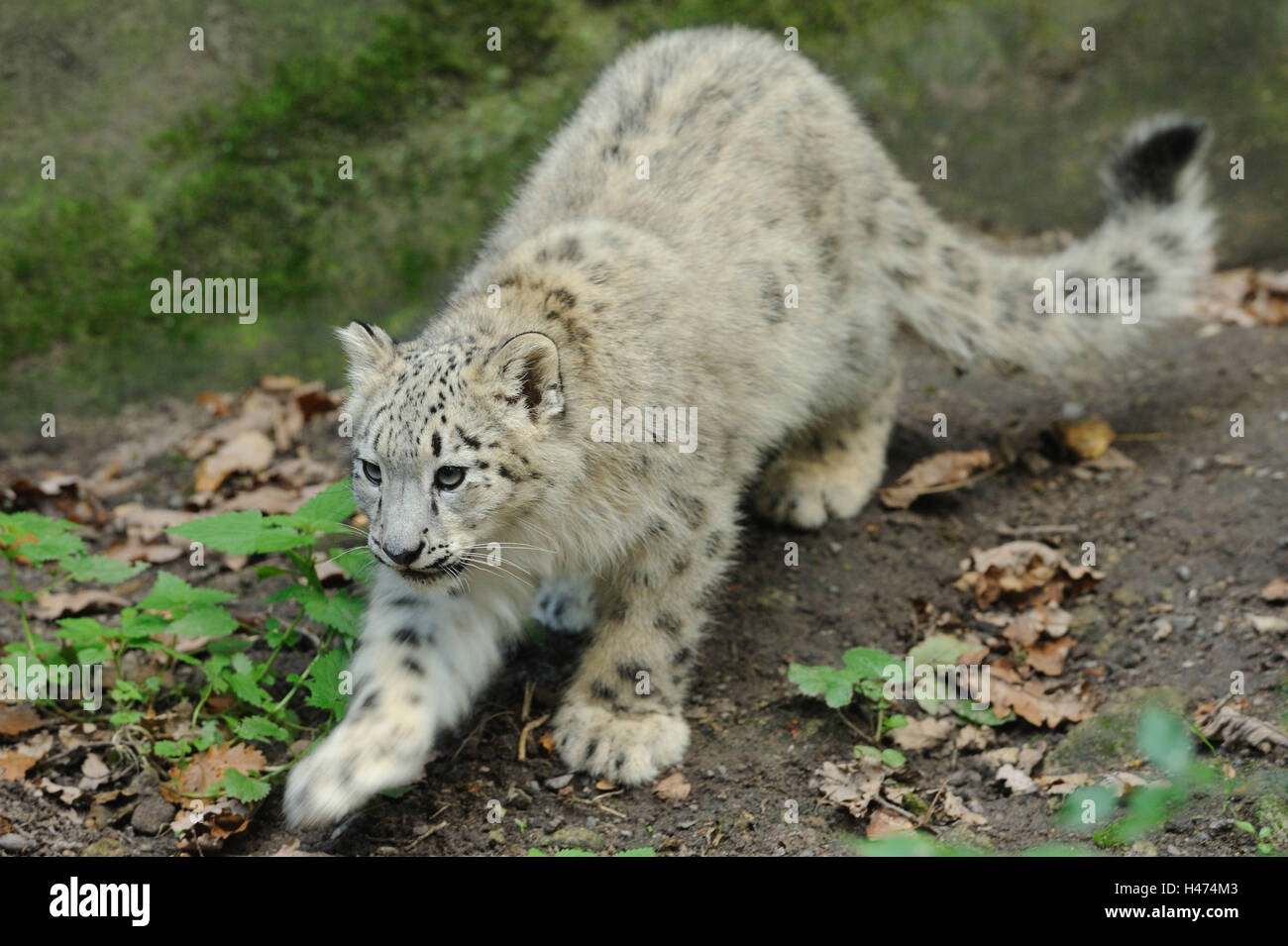 Snow leopard, Uncia uncia, young animal, side view, go, paw stretch ...