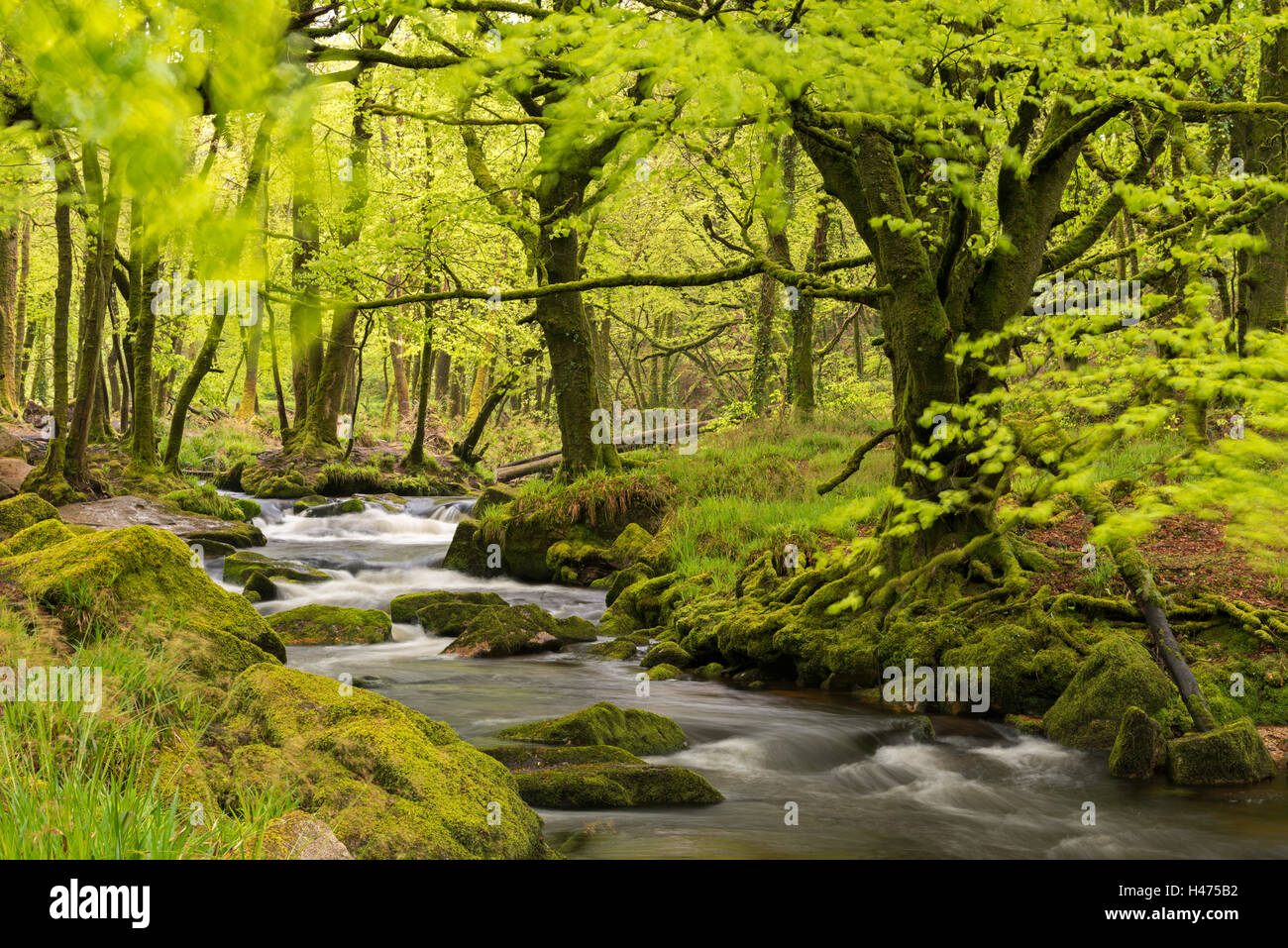 River Fowey running through verdant Spring woodland at Golitha Falls on ...