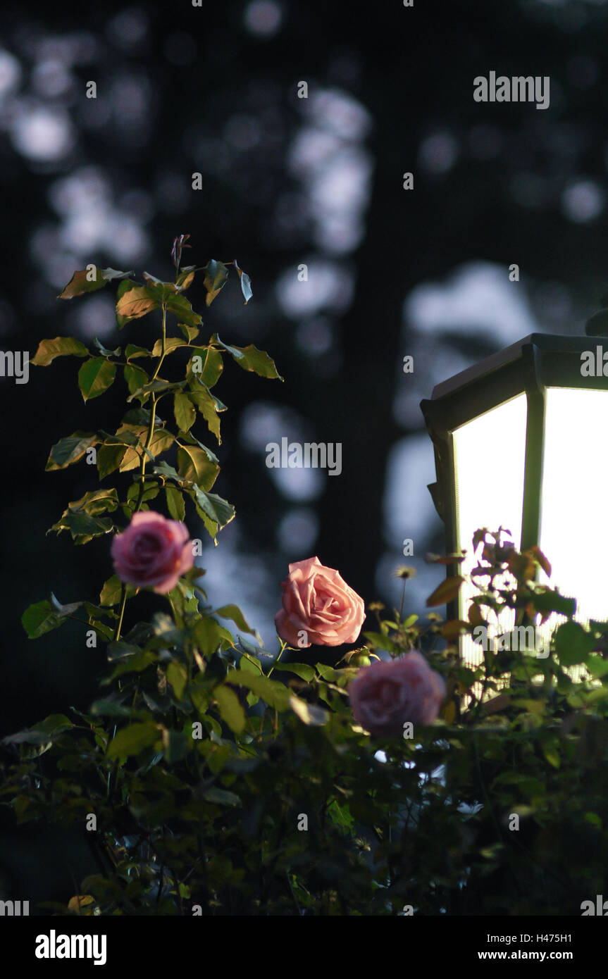 Rose night light hi-res stock photography and images - Alamy