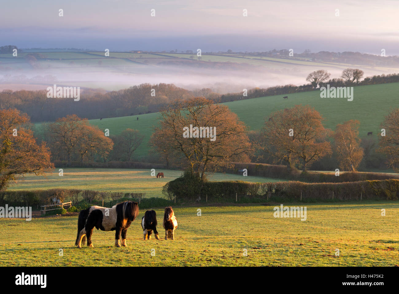 Miniature pony uk hi-res stock photography and images - Alamy