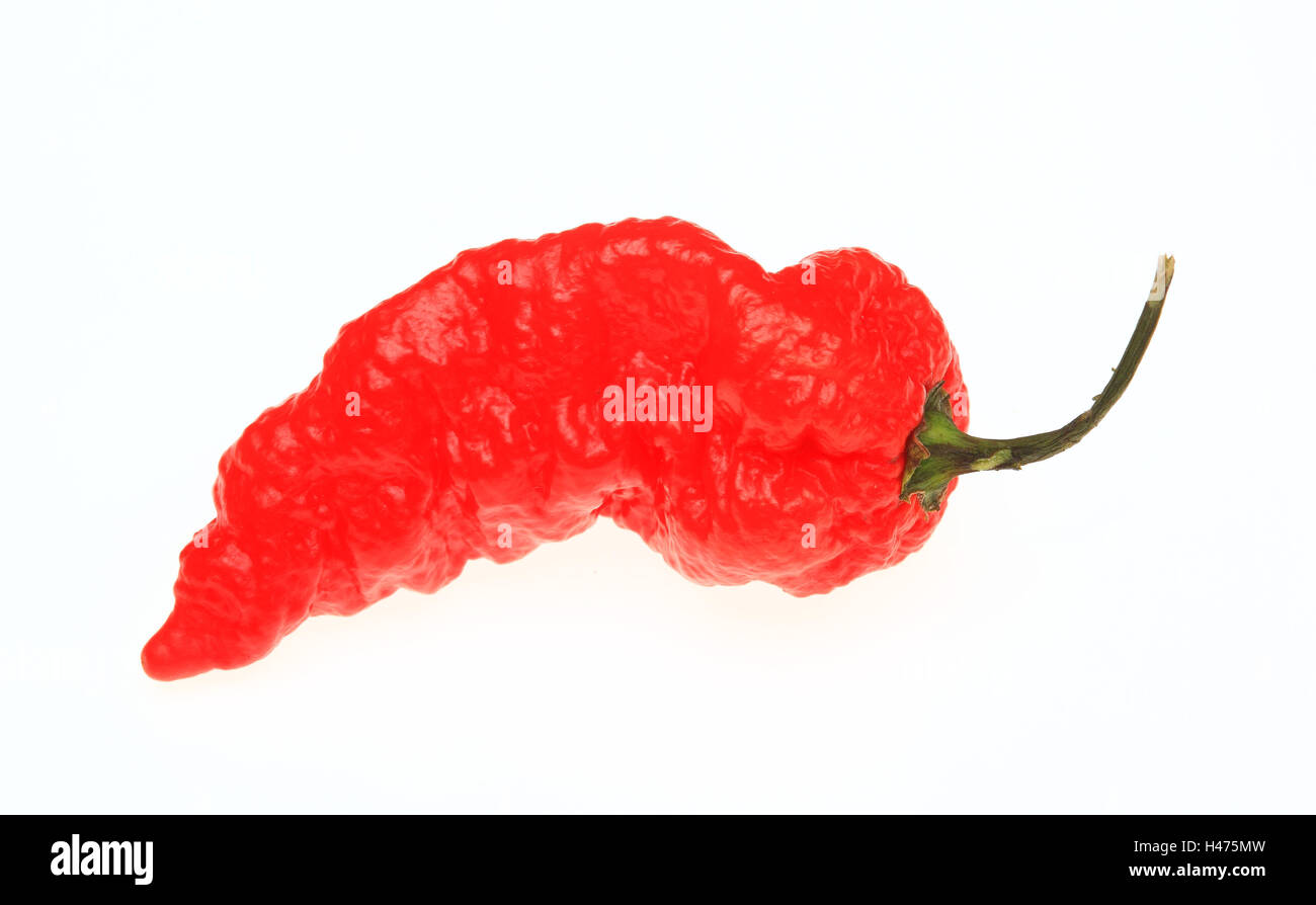 red Habanero, chili pepper, Capsicum annuum Stock Photo - Alamy