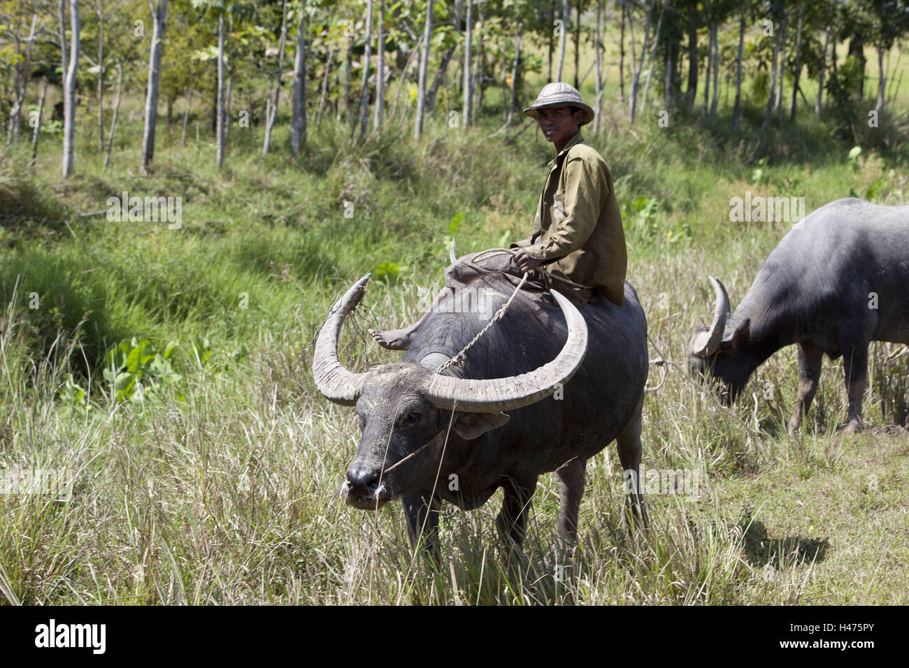 Man with buffalo hi-res stock photography and images - Alamy