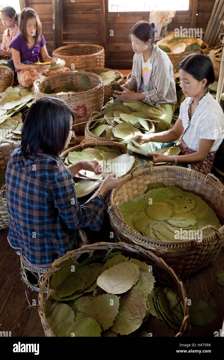 Cigar production hi-res stock photography and images - Alamy