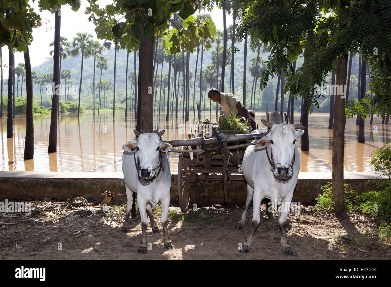 Myanmar, ox carts on the river Stock Photo - Alamy