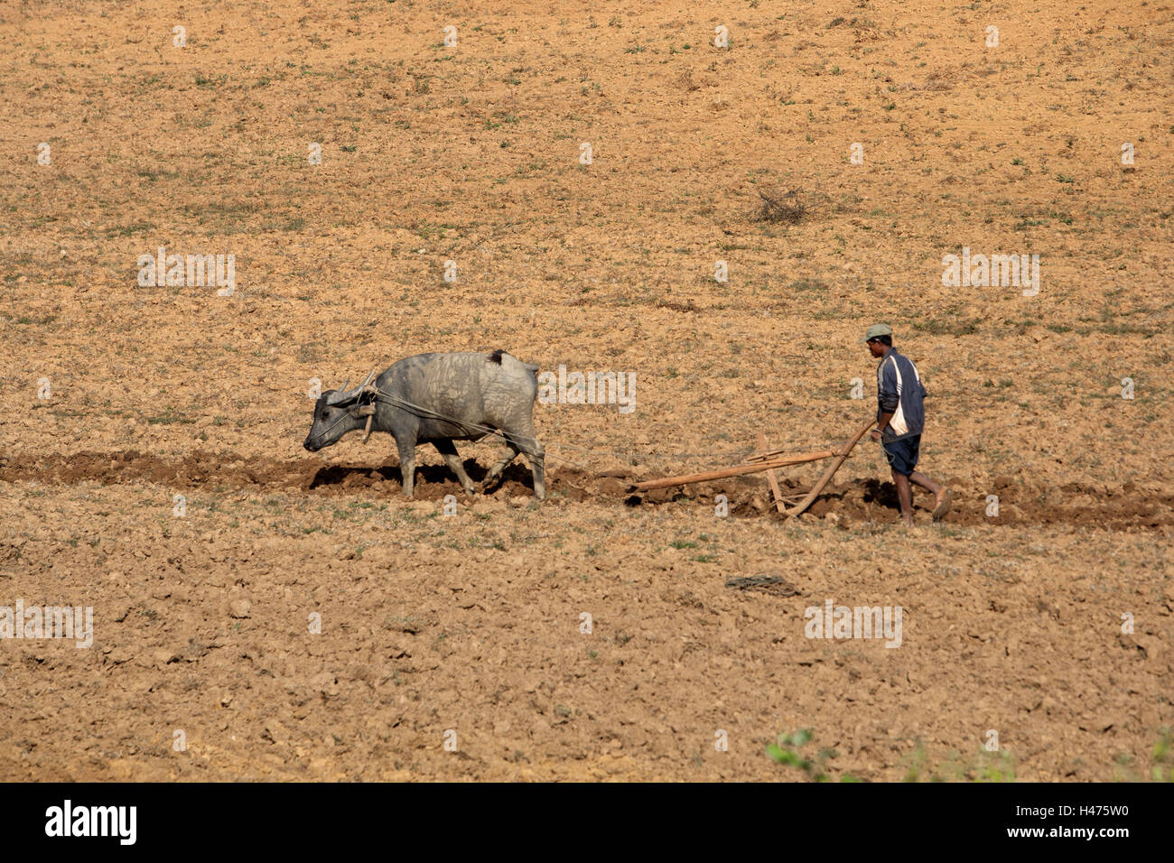 Oxs plough hi-res stock photography and images - Alamy