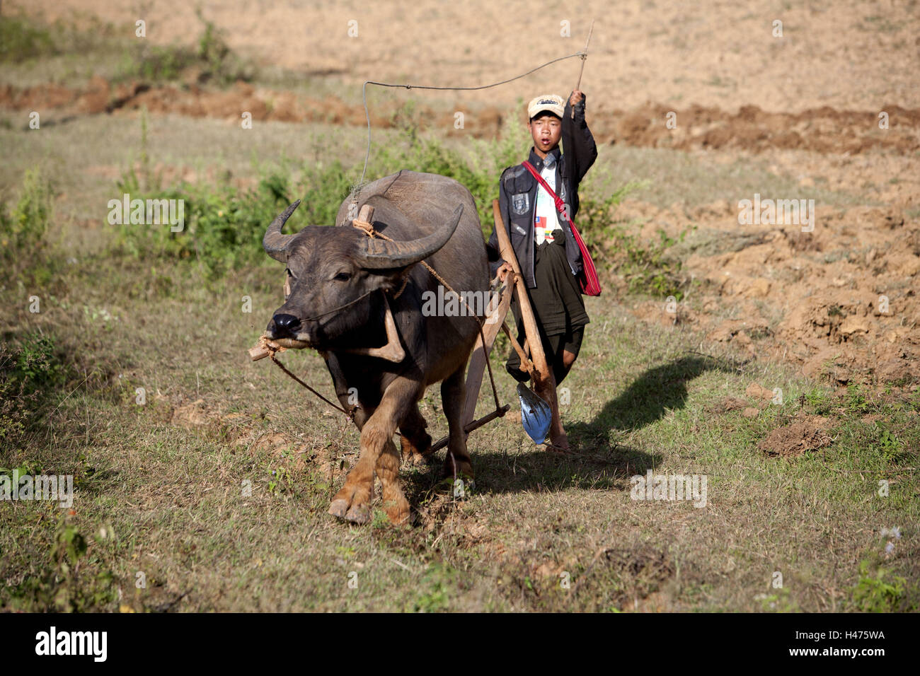 Myanmar, boy with ox Stock Photo - Alamy