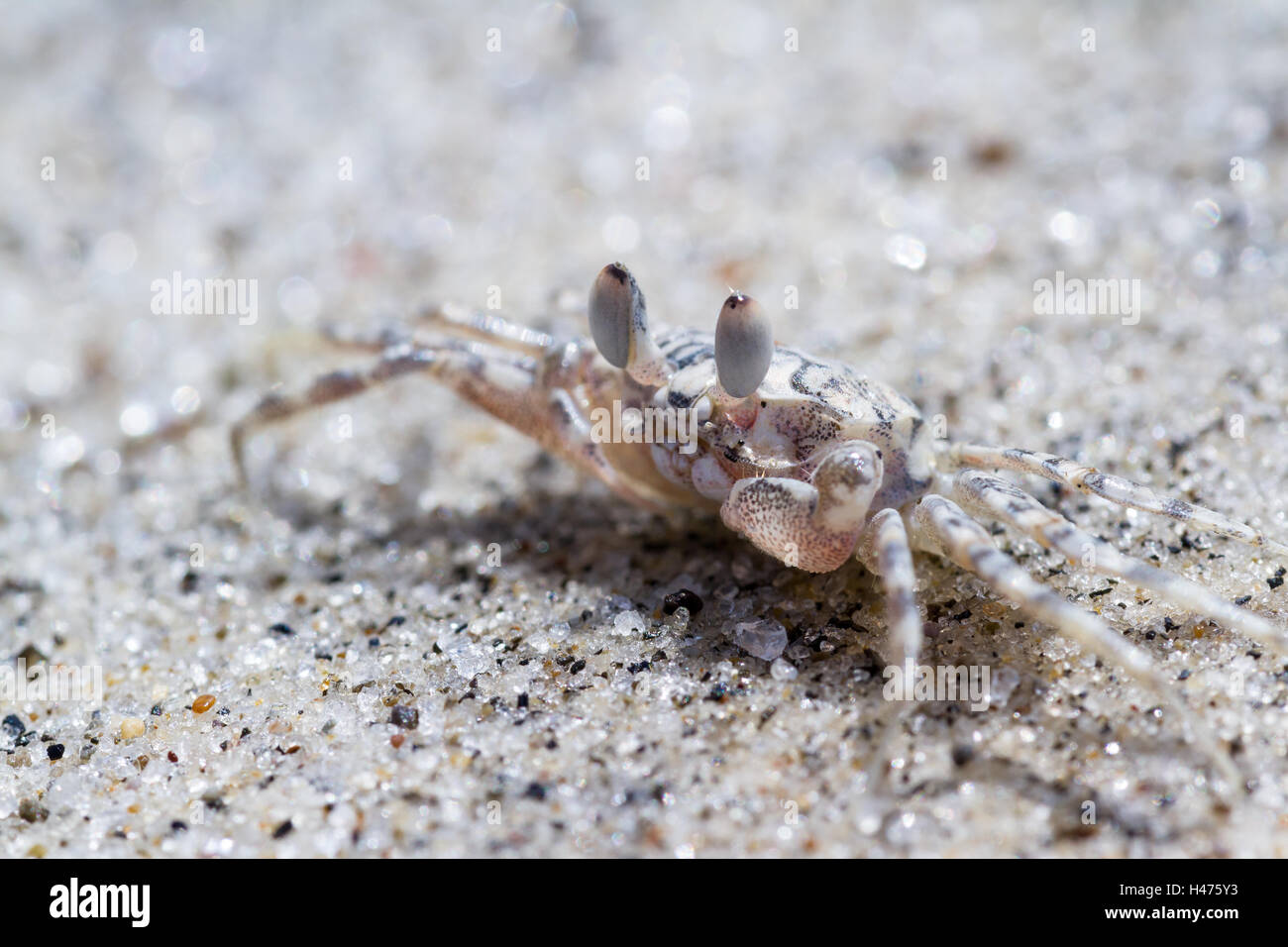 close up of a small sand crab hidden in plain sight on a white sandy ...