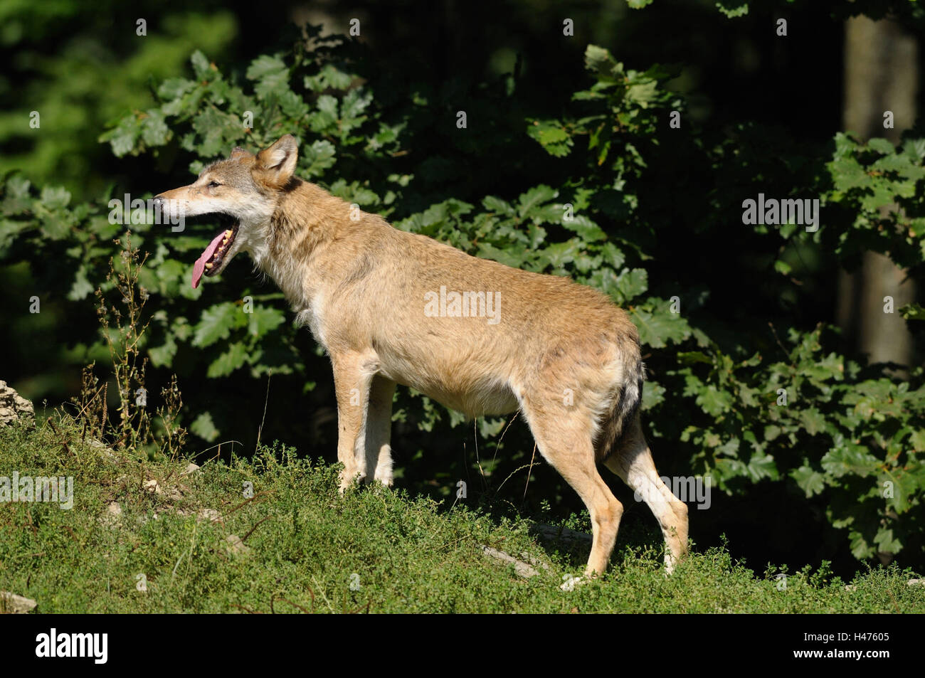Eastern timber wolf, Canis lupus lycaon, meadow, edge of the forest ...