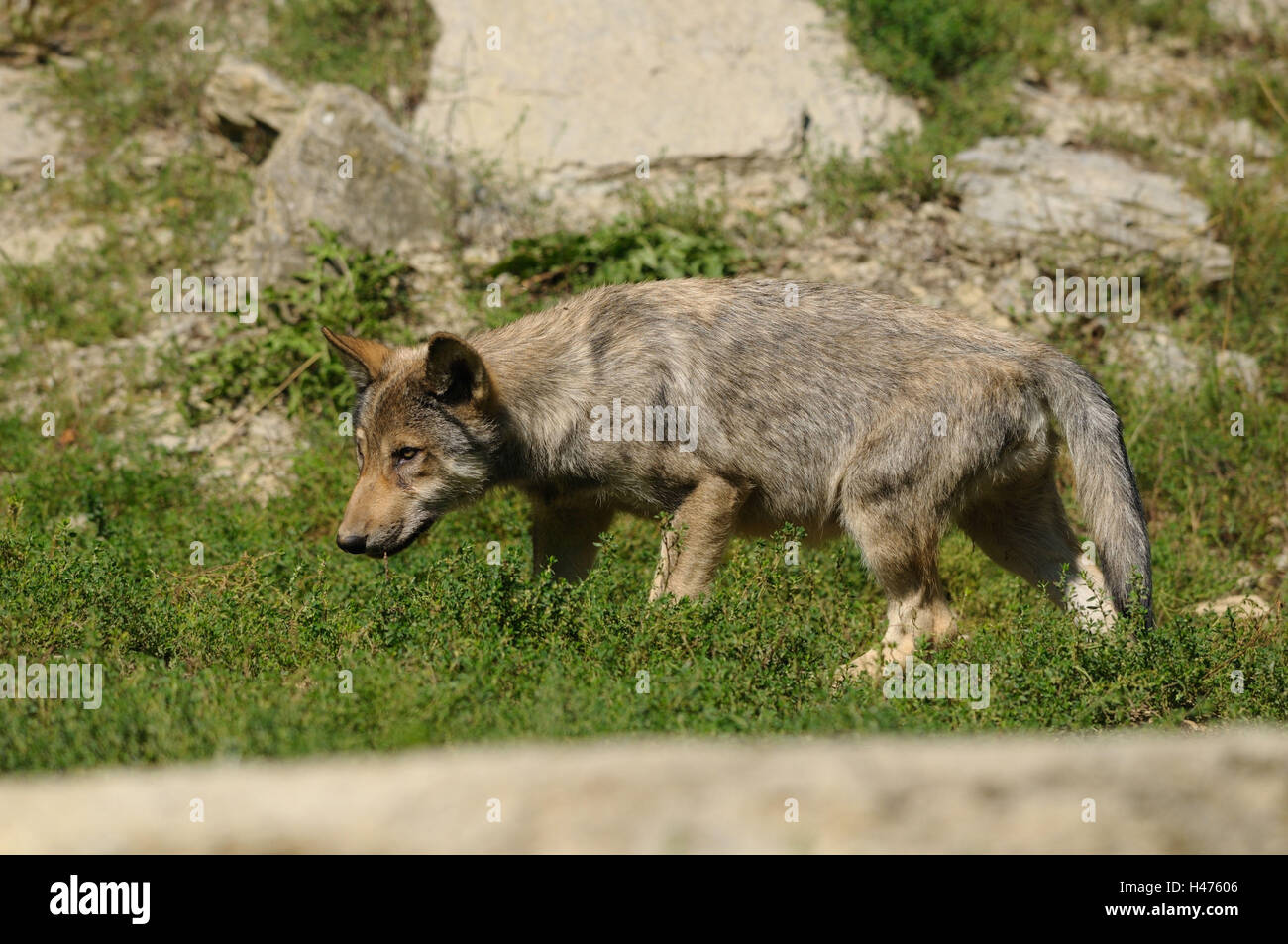 Timberwolf, Canis lupus lycaon, puppy, meadow, side view, run, Germany ...