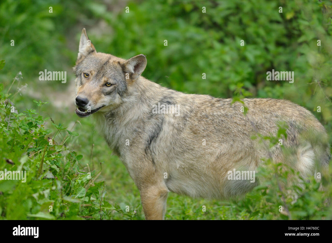 Eastern timber wolf, Canis lupus lycaon, meadow, side view, standing ...