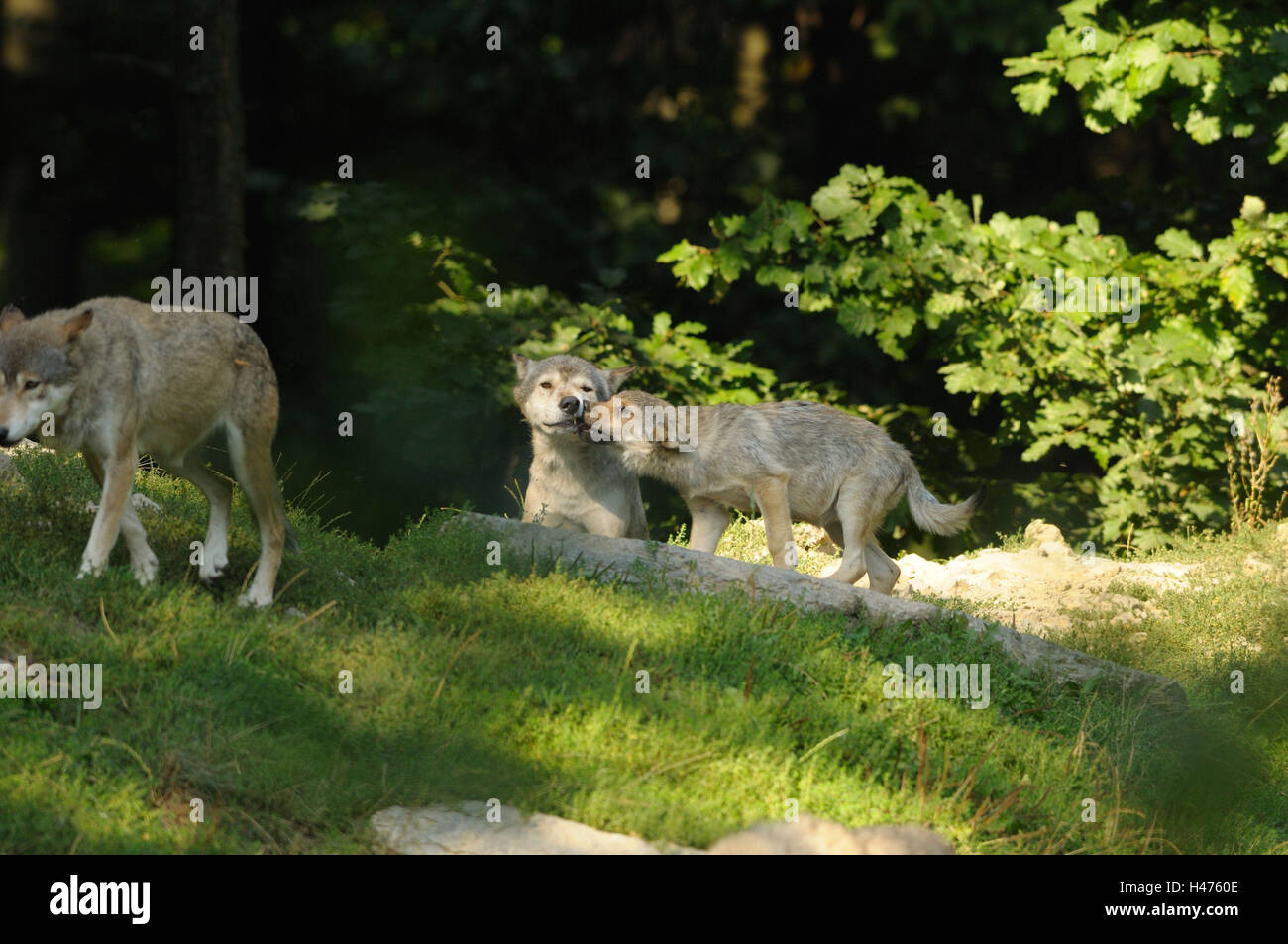 Wolf curled up hi-res stock photography and images - Alamy