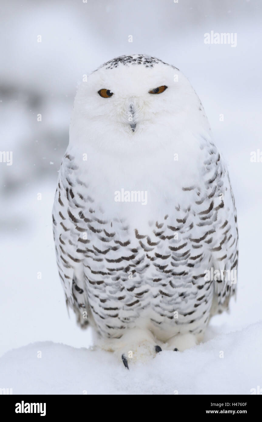 Snowy owl, snow, front view, sitting, looking at camera Stock Photo - Alamy