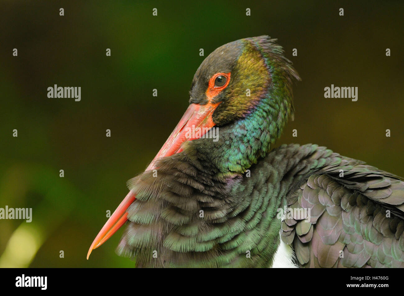 Black stork, Ciconia nigra, portrait, side view Stock Photo - Alamy