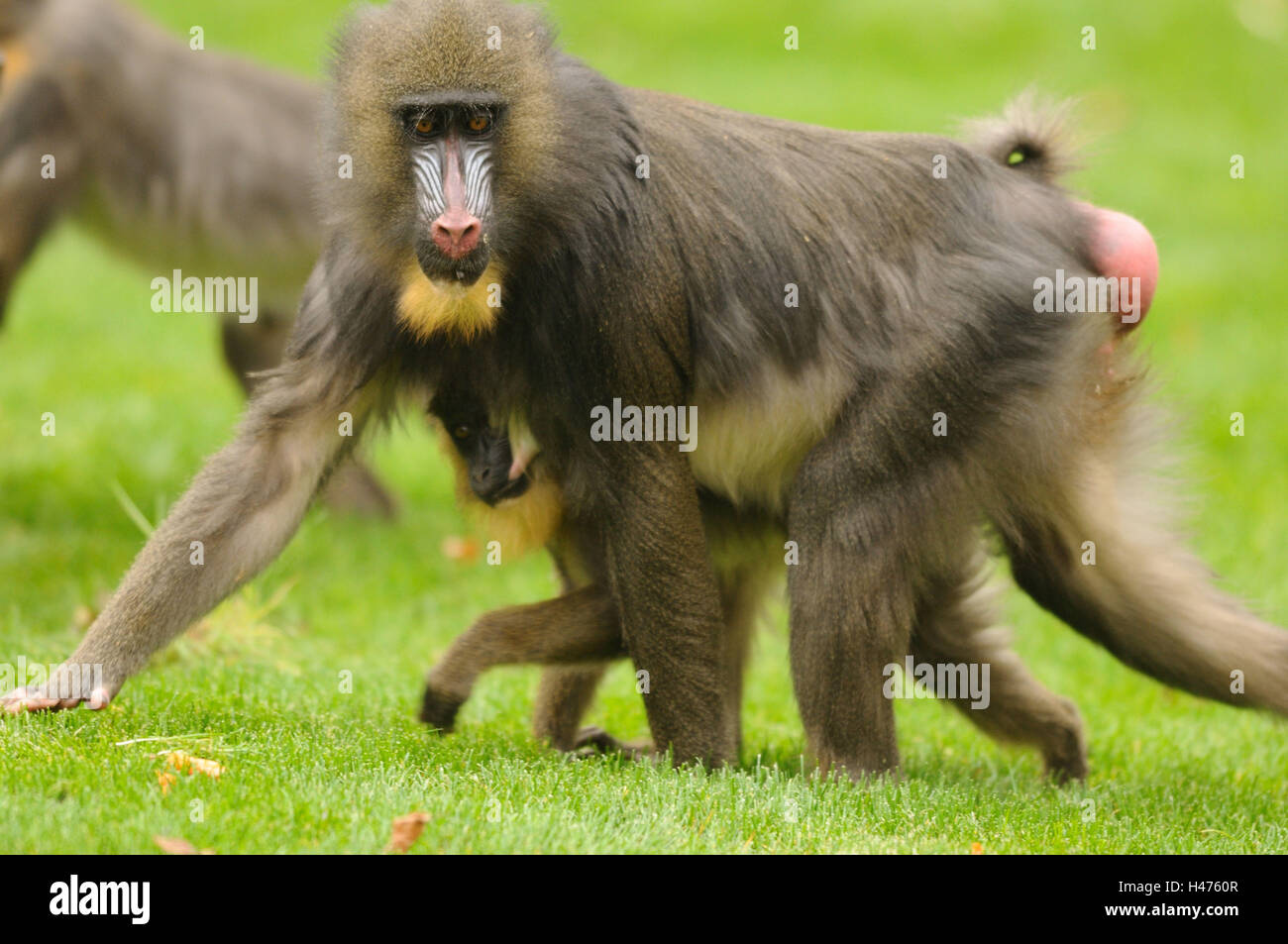 Mandrills, Mandrillus sphinx, mother with young animal, meadow, side ...