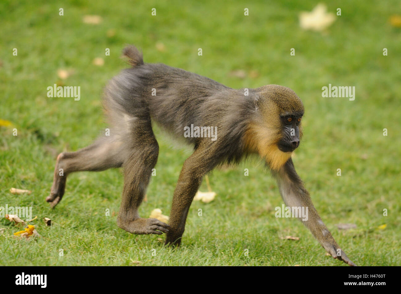 Mandrill baby hi-res stock photography and images - Alamy