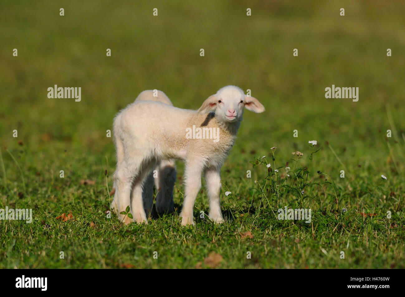 Hausschaf, Ovis orientalis aries, young animal, meadow, side view ...