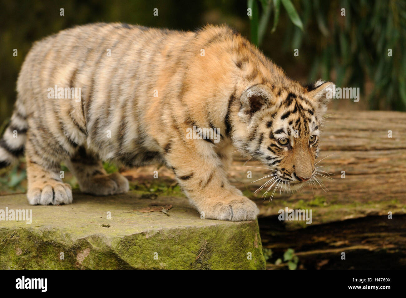 Siberian tiger, Panthera tigris altaica, young animal, side view, stand ...