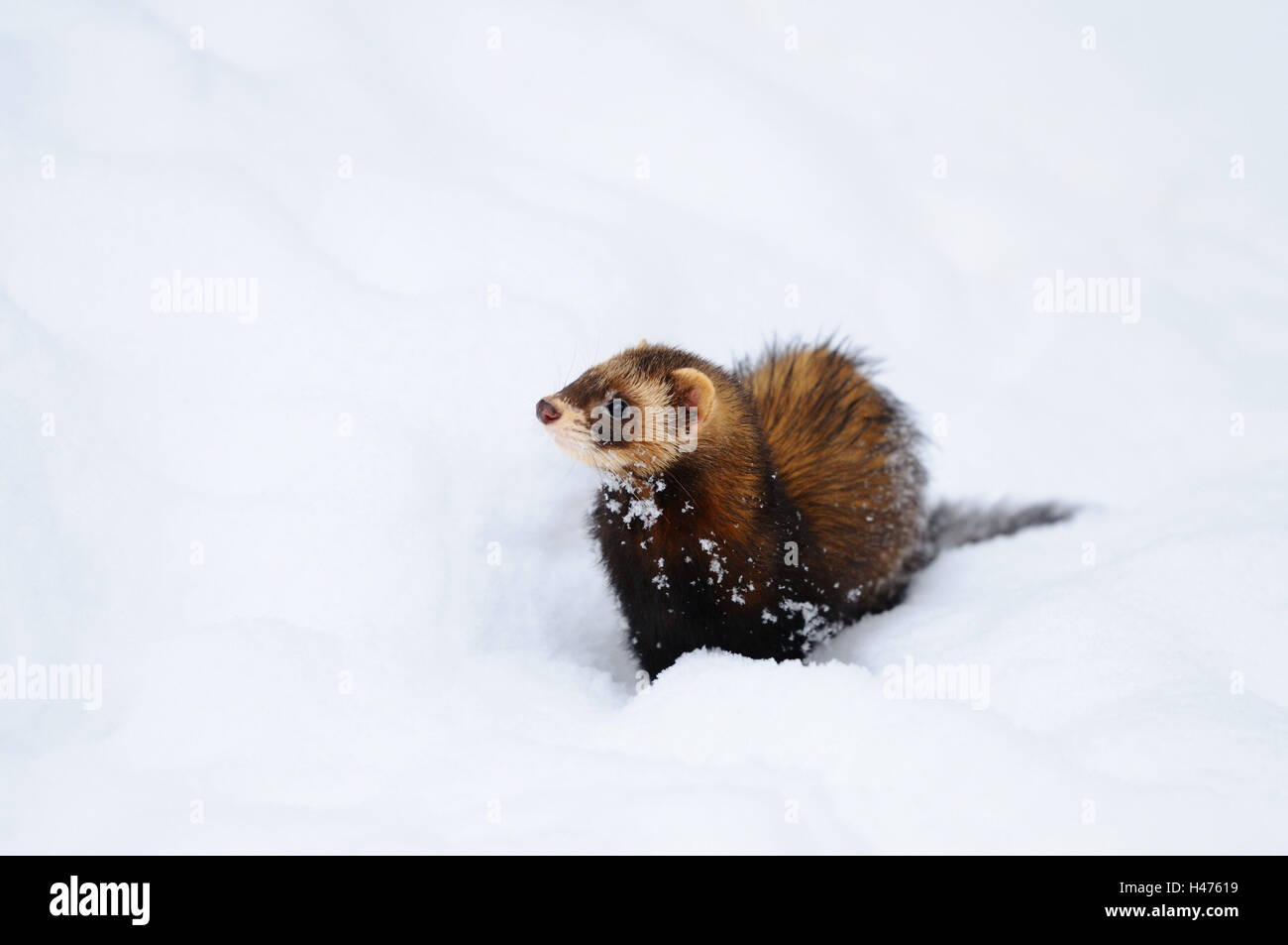 European polecat, Mustela putorius, snow, front view, standing, looking ...