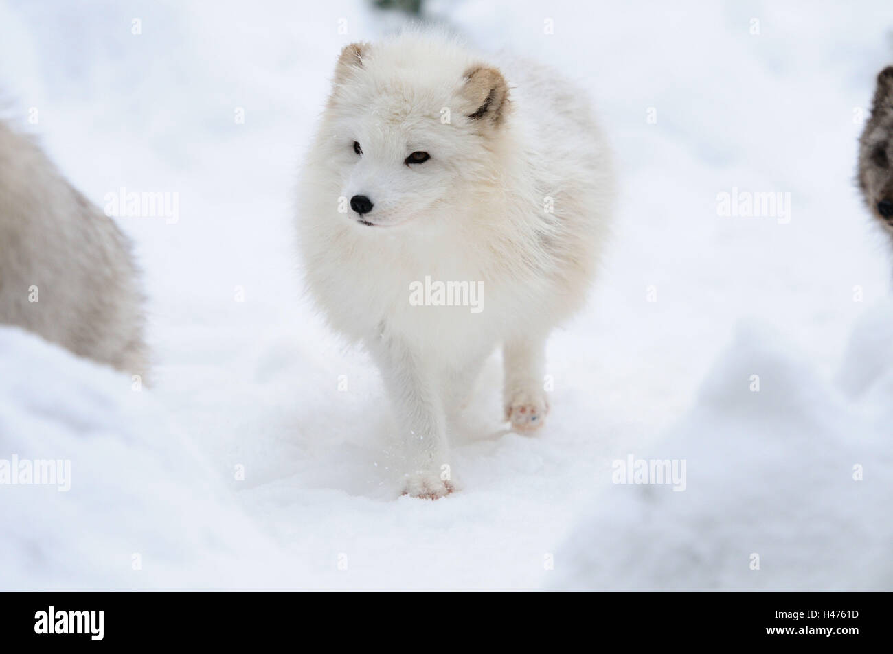 Arctic fox, Alopex lagopus, snow, front view, running, looking at ...