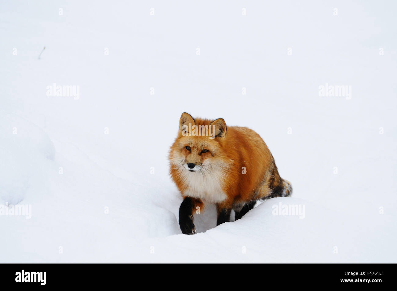 Red fox, Vulpes vulpes, snow, front view, standing, looking at camera ...