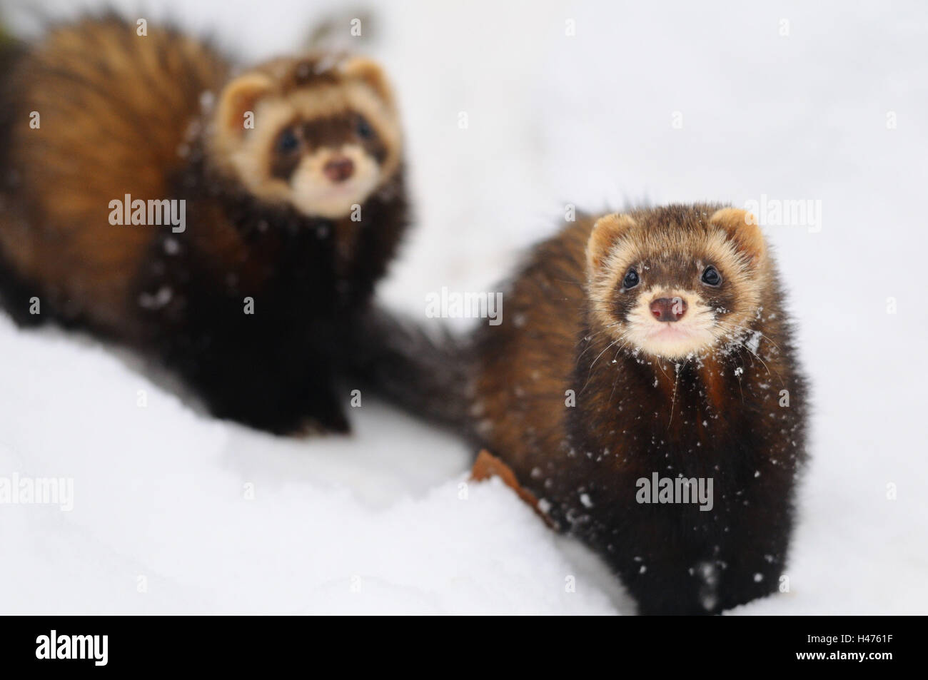 European polecats, Mustela putorius, snow, front view, standing ...