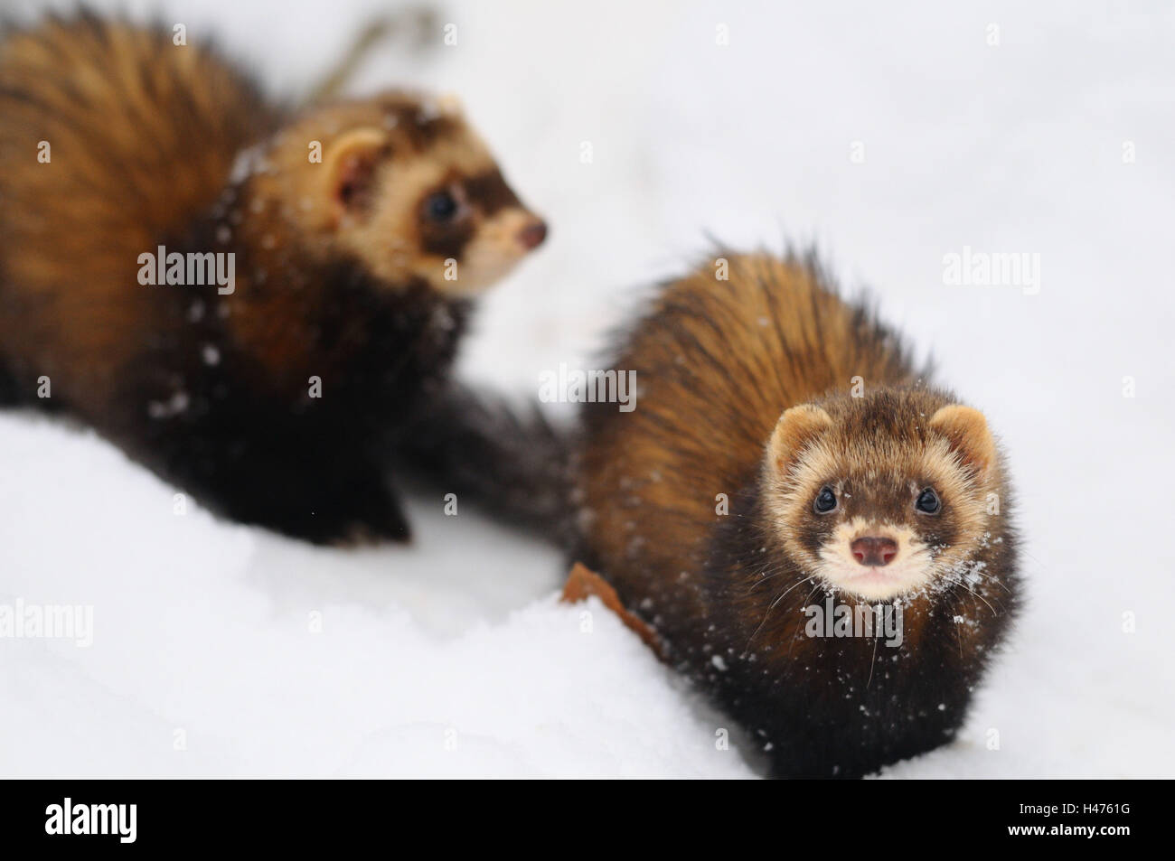 European polecats, Mustela putorius, snow, front view, standing ...