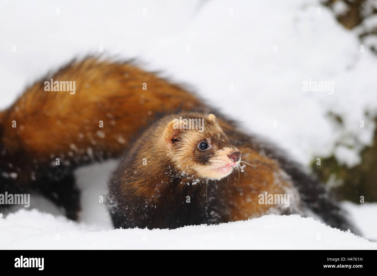 European polecat winter hi-res stock photography and images - Alamy