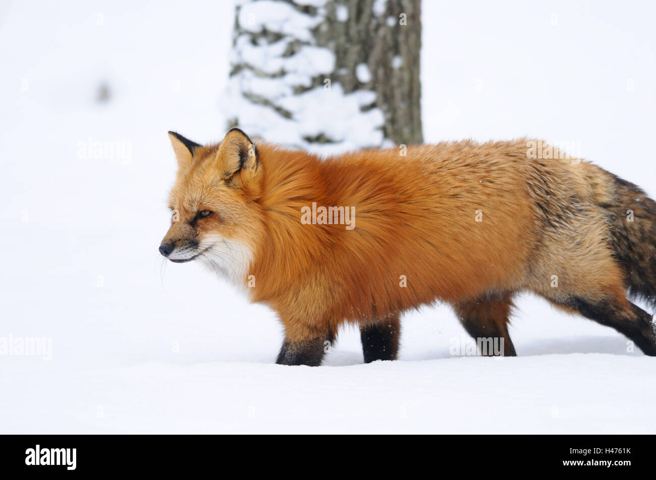 Vulpes vulpes snow run hi-res stock photography and images - Alamy