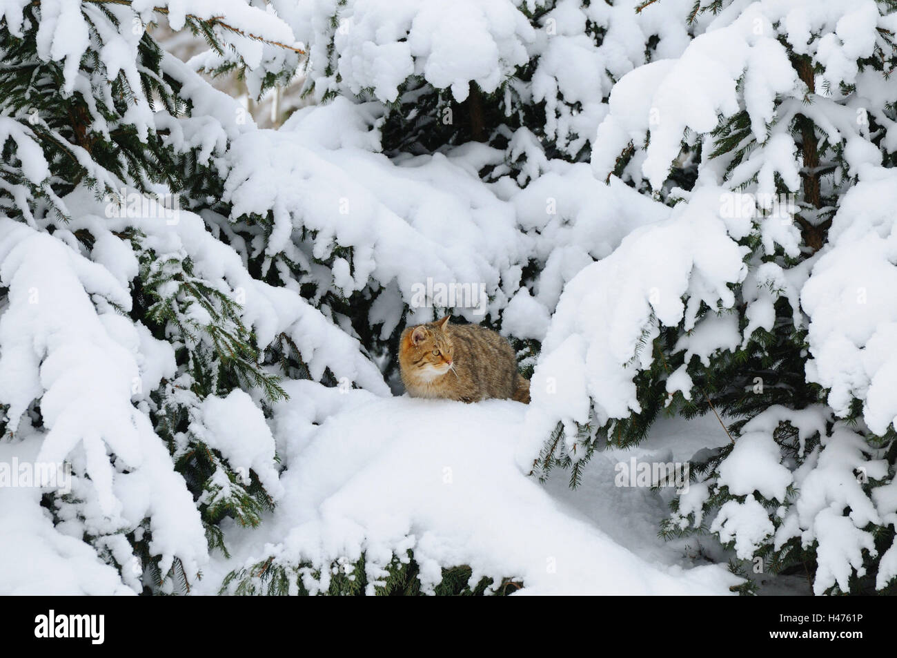 European wildcat, Felis silvestris silvestris, winter landscape, snow ...