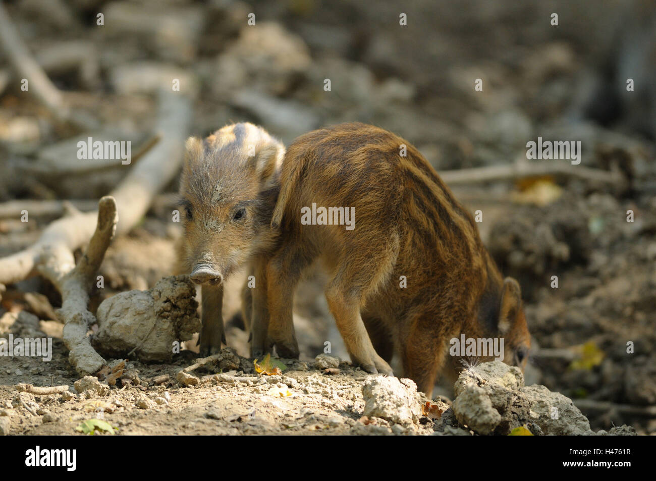 Wild boar, Sus scrofa, boar piglet, front view, standing, Looking at ...