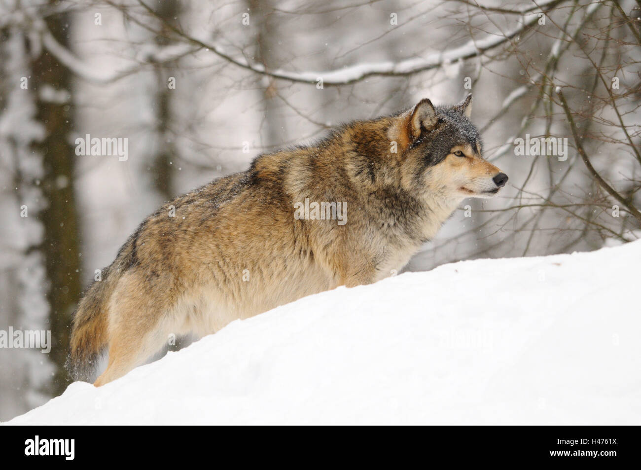Eastern timber wolf, Canis lupus lycaon, snow, side view, running ...