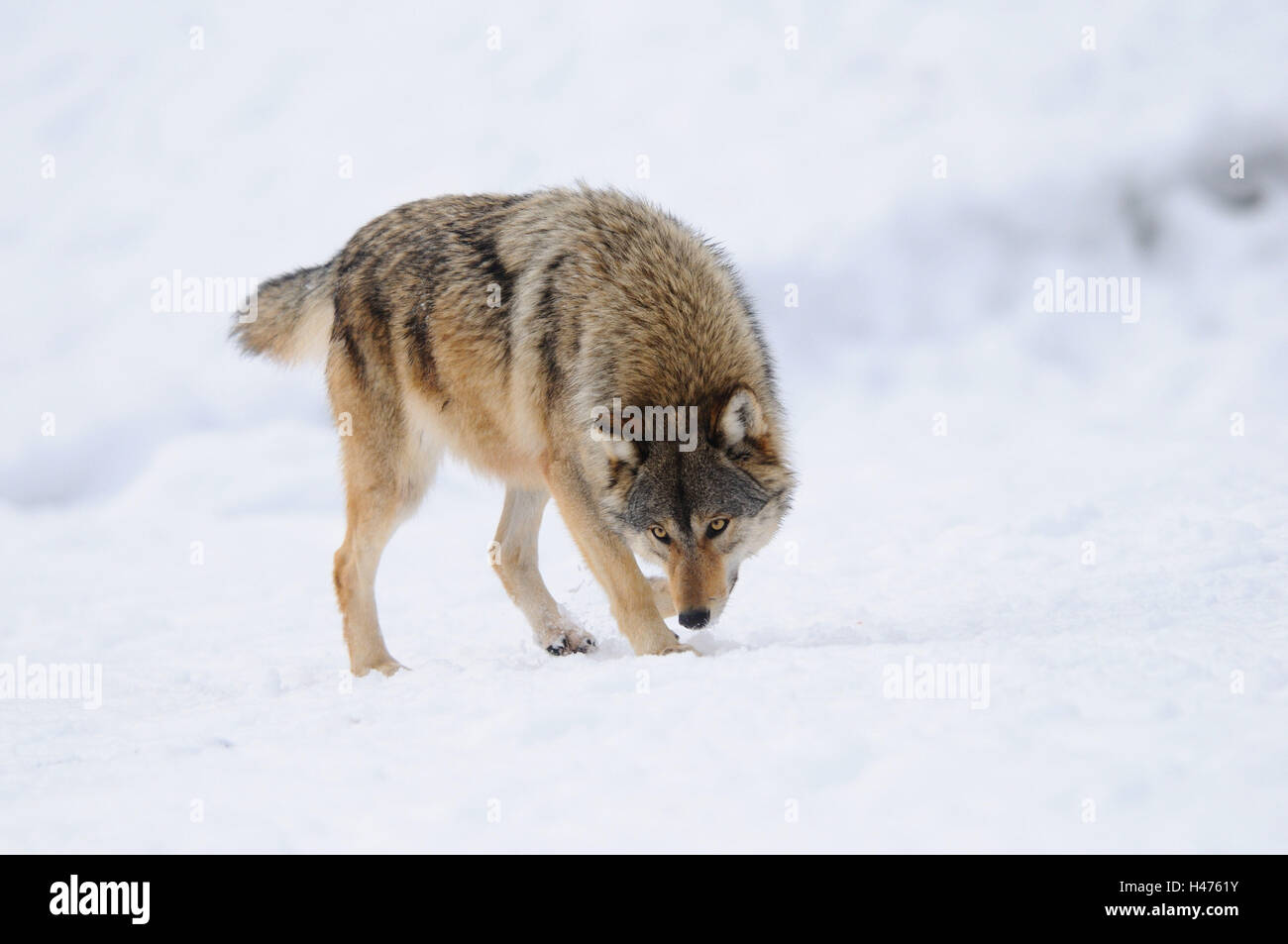 Eastern timber wolf, Canis lupus lycaon, snow, side view, standing ...