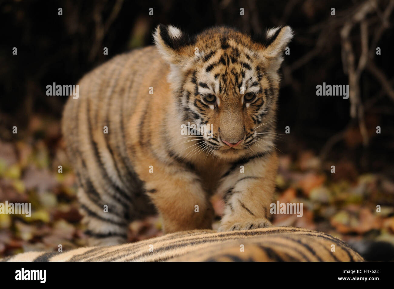 Siberian tiger, Panthera tigris altaica, young animal, front view ...