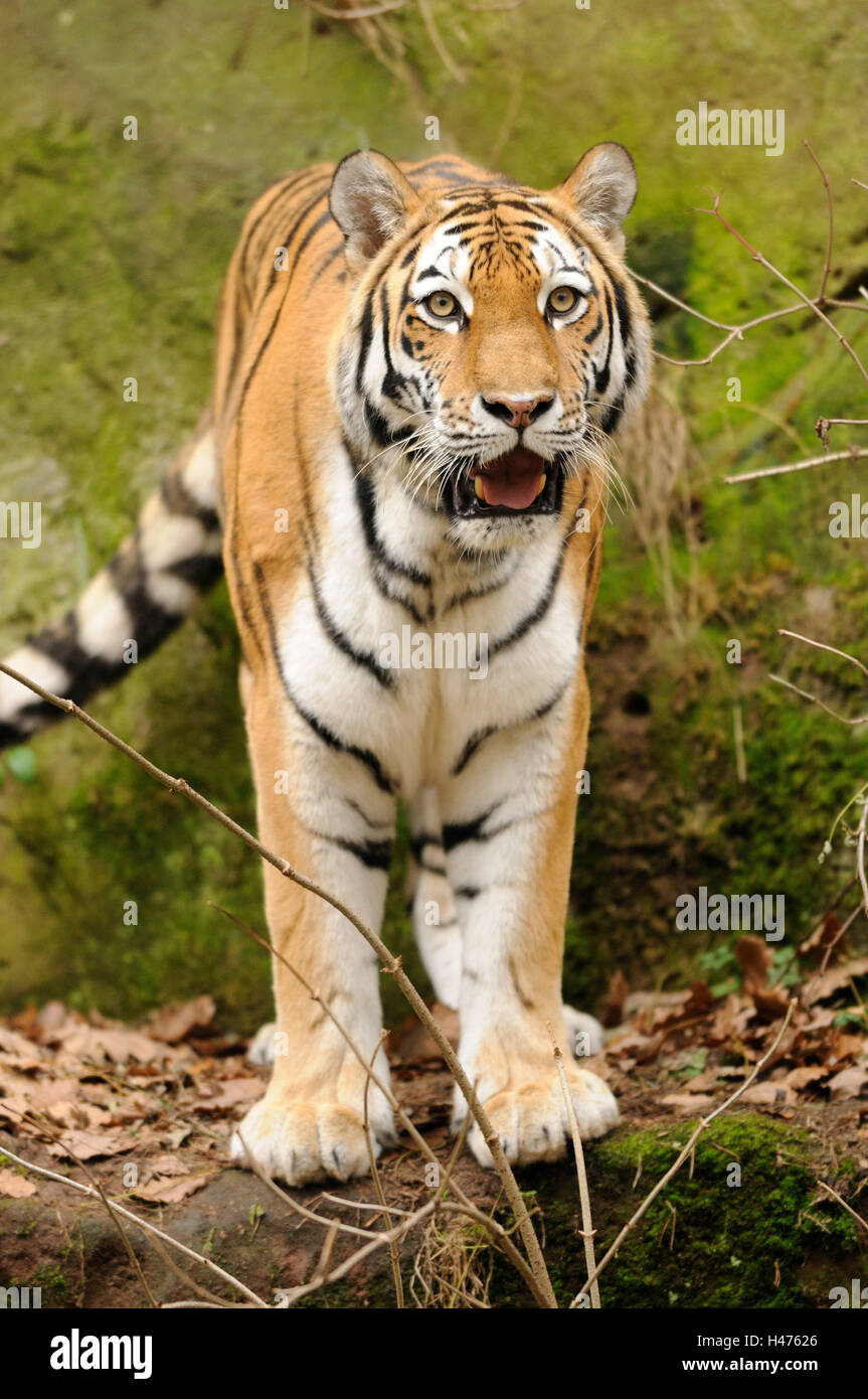 Siberian tiger, Panthera tigris altaica, front view, standing, looking ...