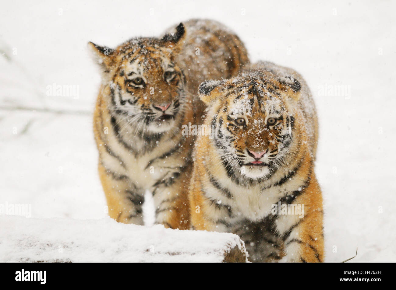 Siberian tigers, Panthera tigris altaica, young animals, snow, front ...