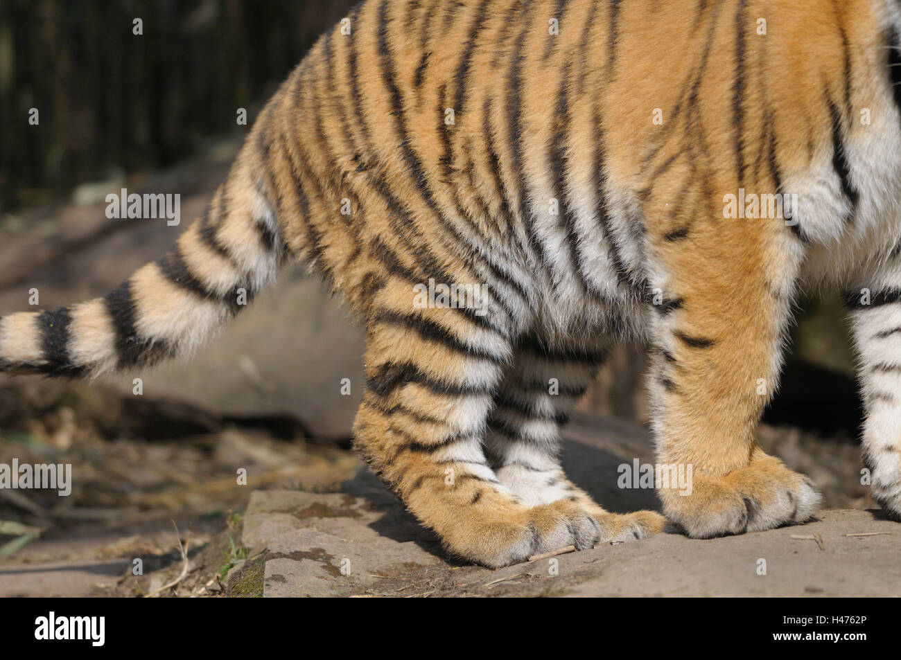 Tiger Side View Standing