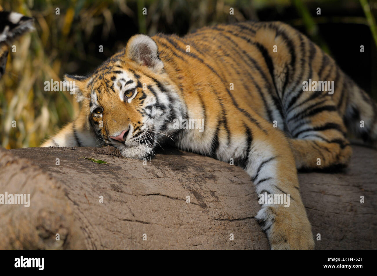 Siberian tiger, Panthera tigris altaica, trunk, front view, lying Stock ...