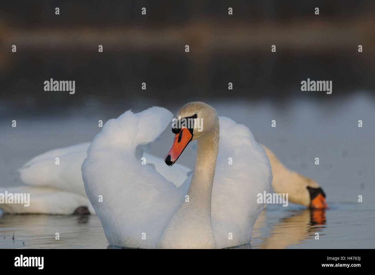 Surface front view hi-res stock photography and images - Alamy