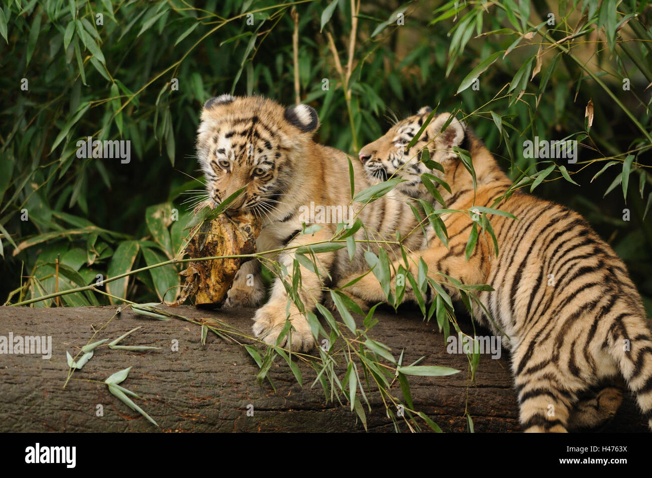 Siberian tigers, Panthera tigris altaica, young animals, side view ...