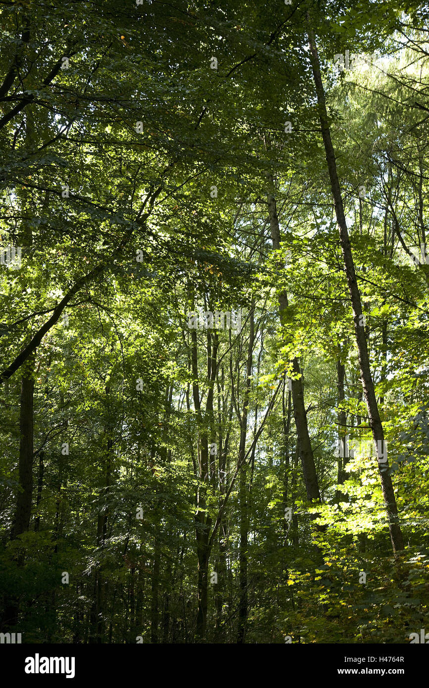 Wood, trees, nature, foliage, plants, outside, thicket, shade, sunshine ...
