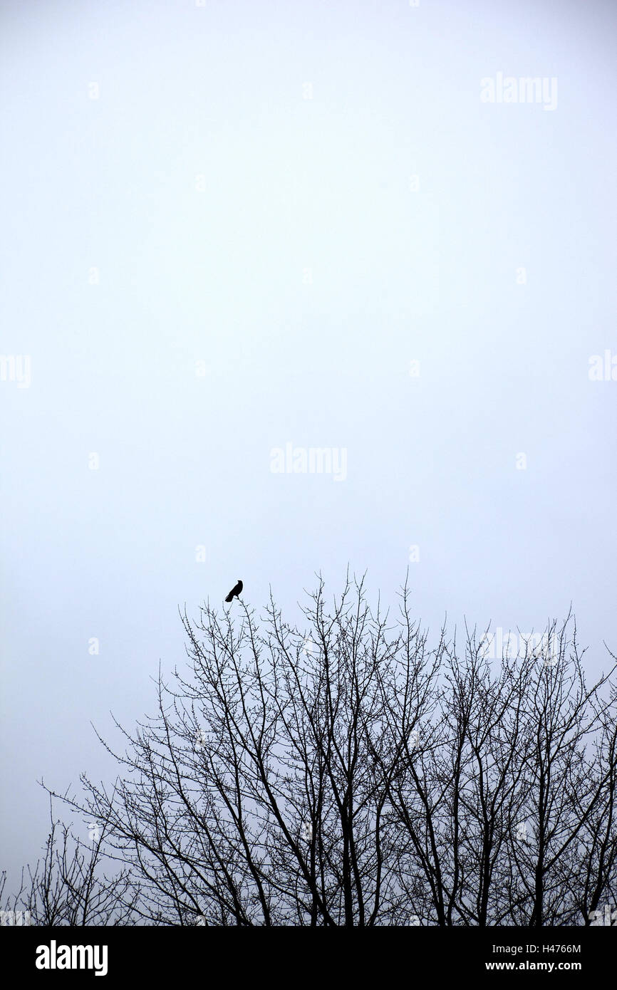 Bird, tree, sitting, crow, sky, gray, cloudy, animal, single, nature ...