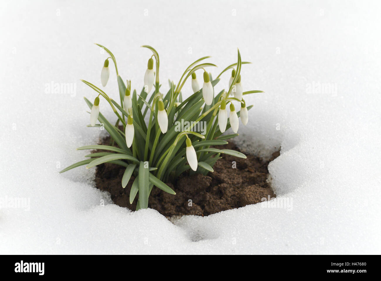 Snowdrops in snow galanthus hi-res stock photography and images - Alamy