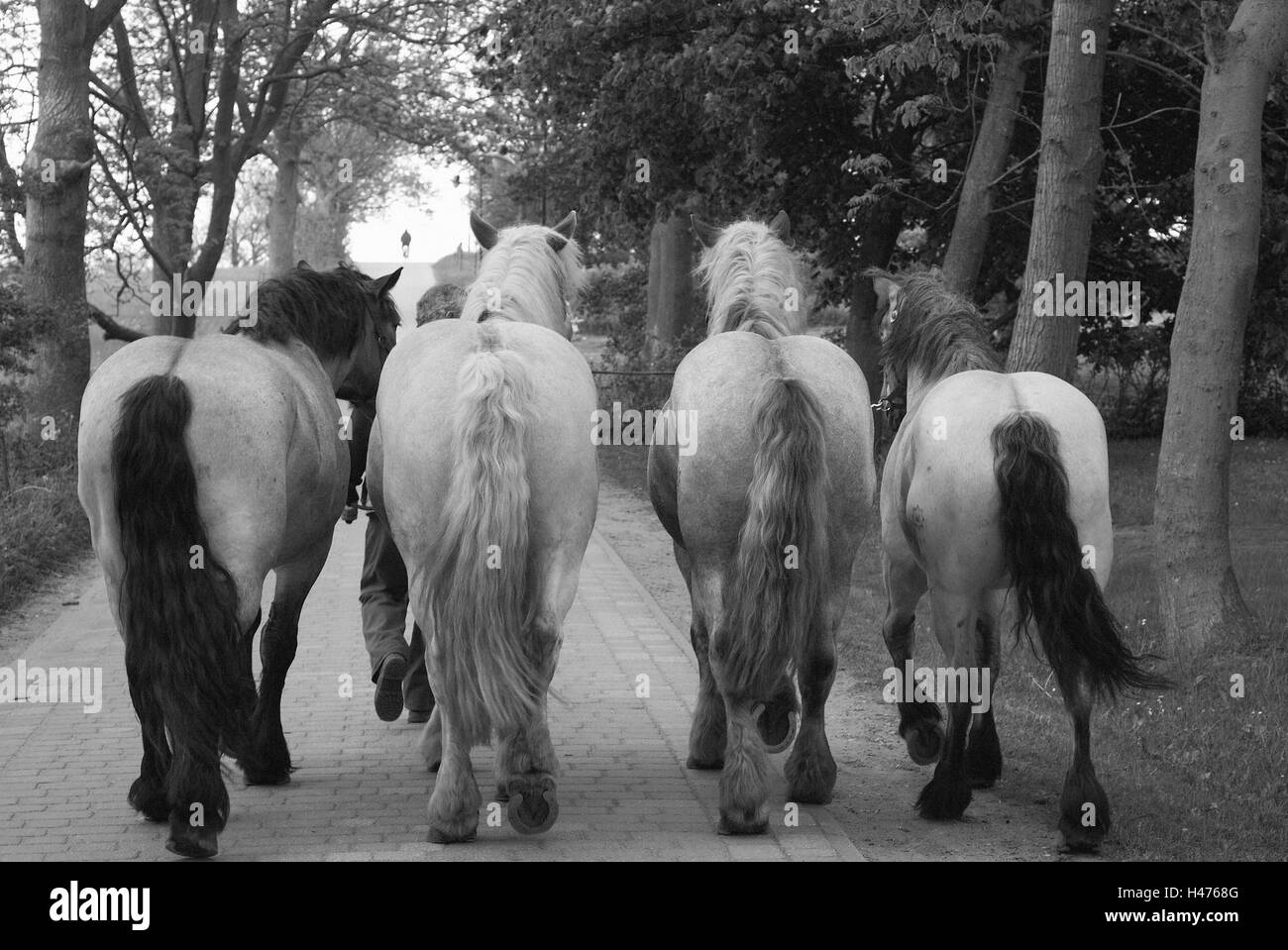 Back horses Black and White Stock Photos & Images - Alamy