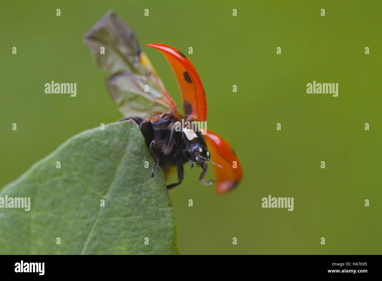 Ladybird flying hi-res stock photography and images - Alamy