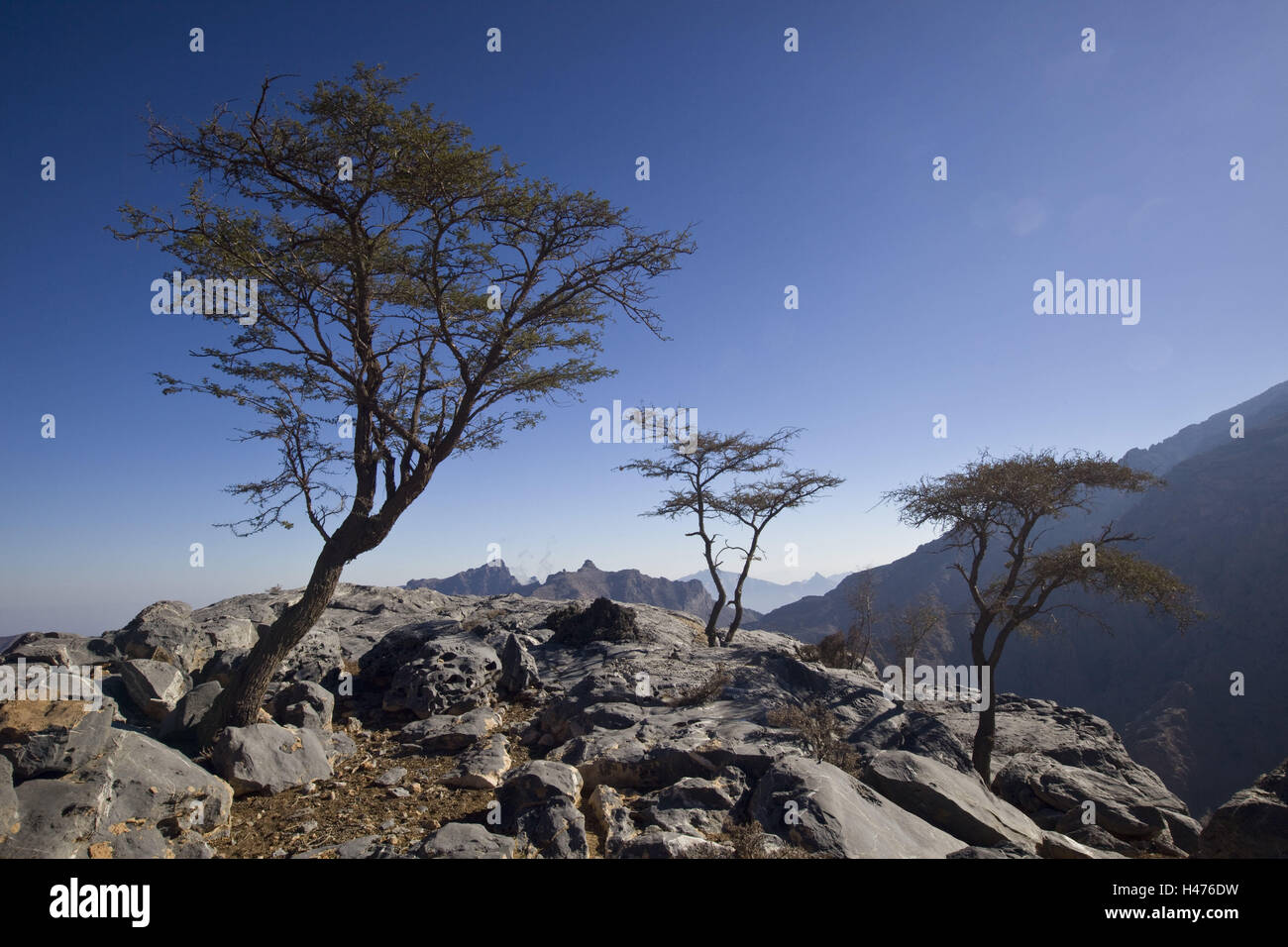 Oman, region of al-Batina, Hadschar mountains, trees Stock Photo - Alamy