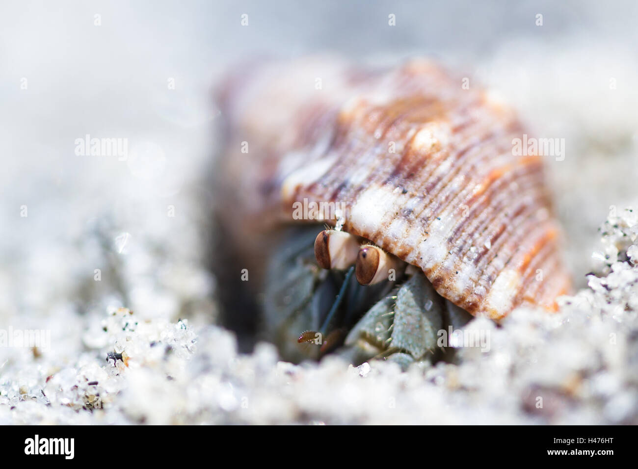 Crab beach panama hi-res stock photography and images - Alamy